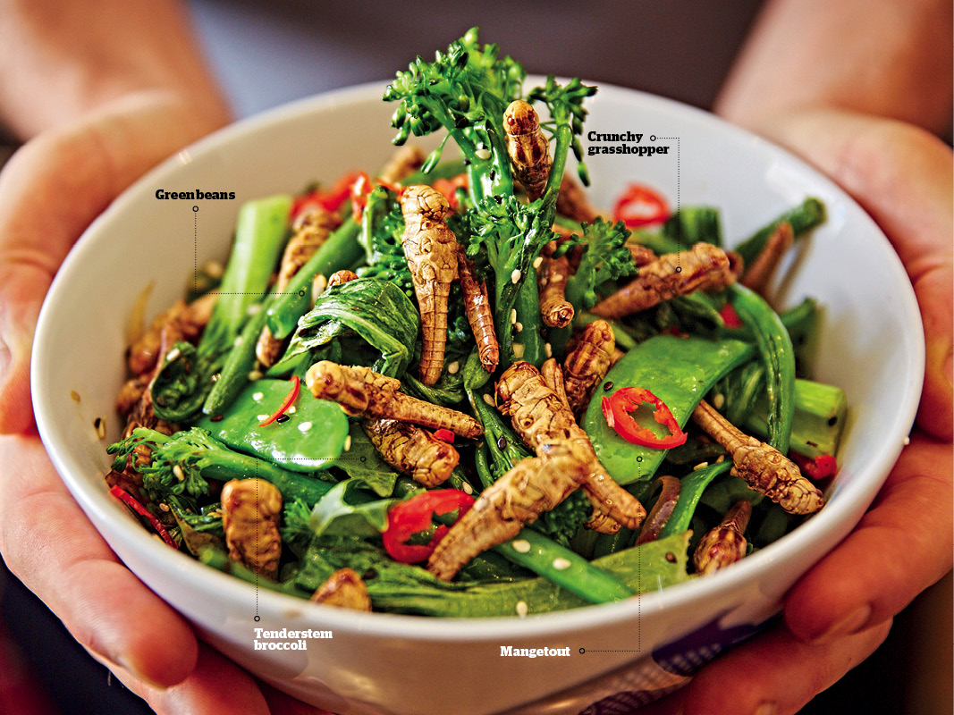 Should We Eat Insects - TFG Media