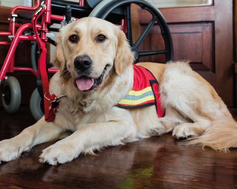 South African Guide-Dogs Association for the Blind - TFG Media