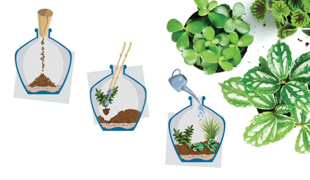 How To Build Your Own Terrarium - TFG Media