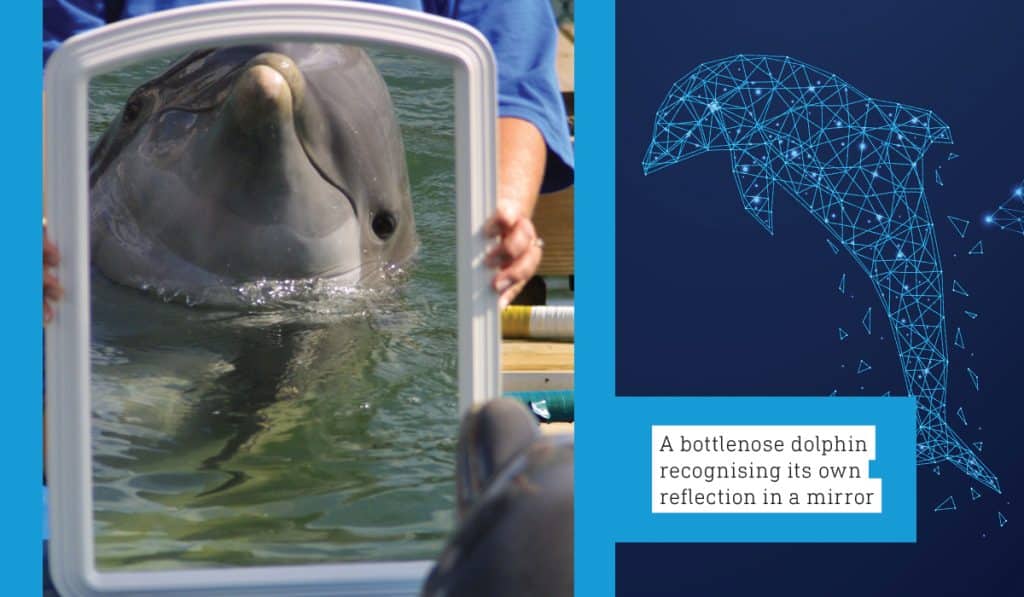 How Your Intelligence Compares To Animals - TFG Media