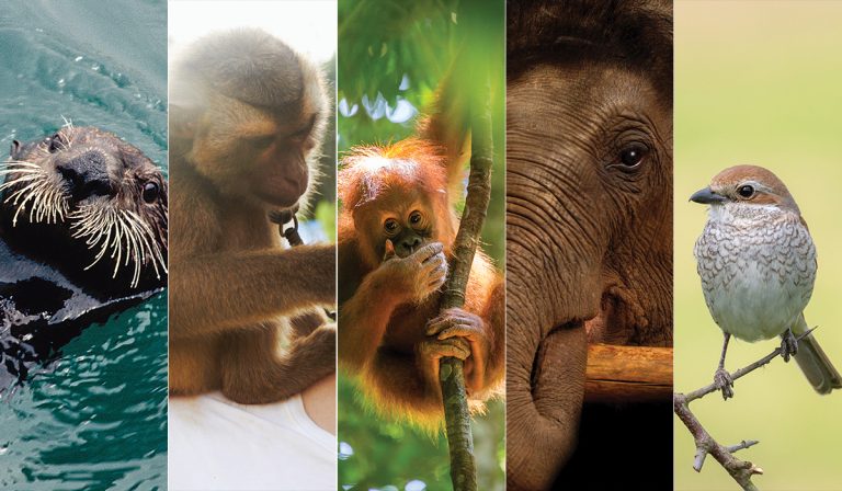 How Your Intelligence Compares To Animals - TFG Media