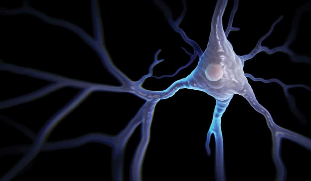 Are brain transplants possible? - TFG Media